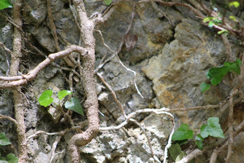 Root on the rock stock image. Image of wildlife, plant - 276985519