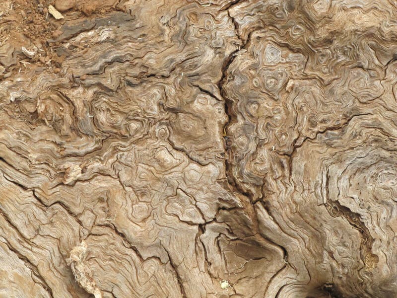 Tree Trunk Texture stock image. Image of location, conservation - 98803761