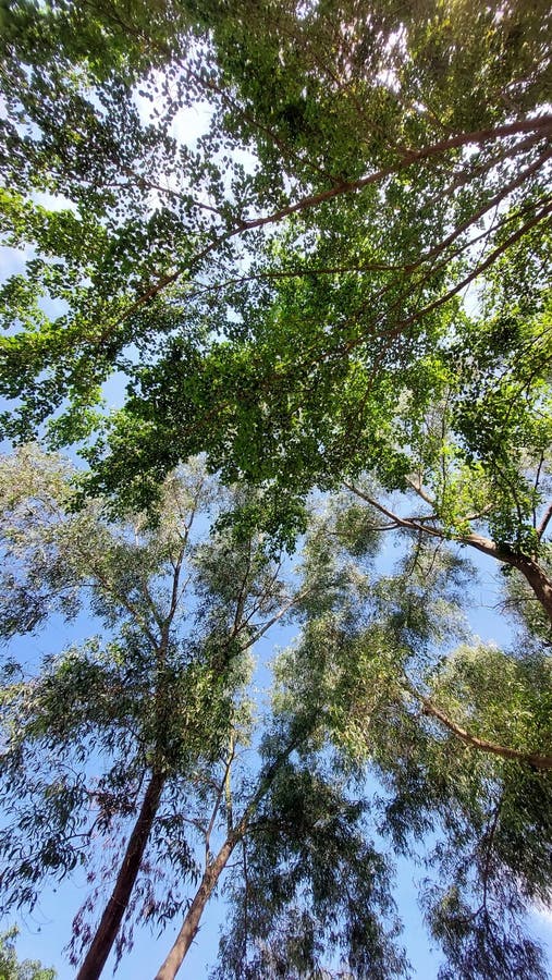 Photograph Trees and Blue Sky during the Day, Funny Stock Photo - Image ...