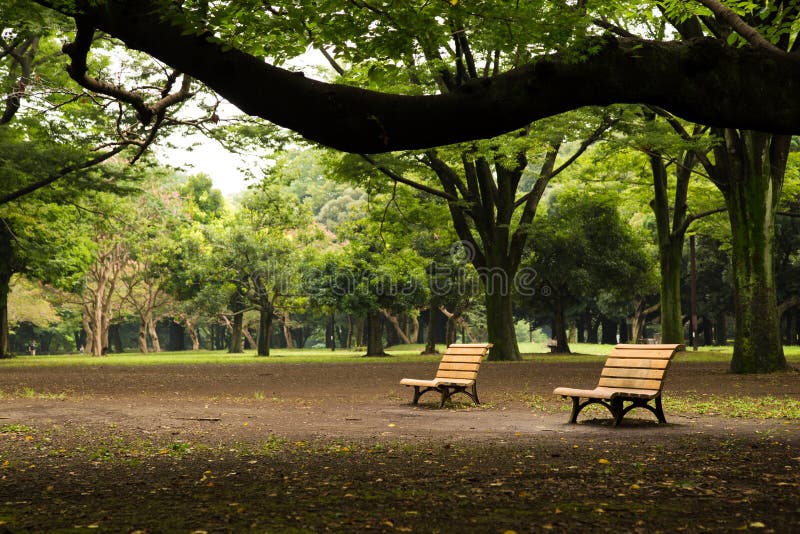 Photograph of Two Benches in a Park with a Tree Branch on Top Stock ...