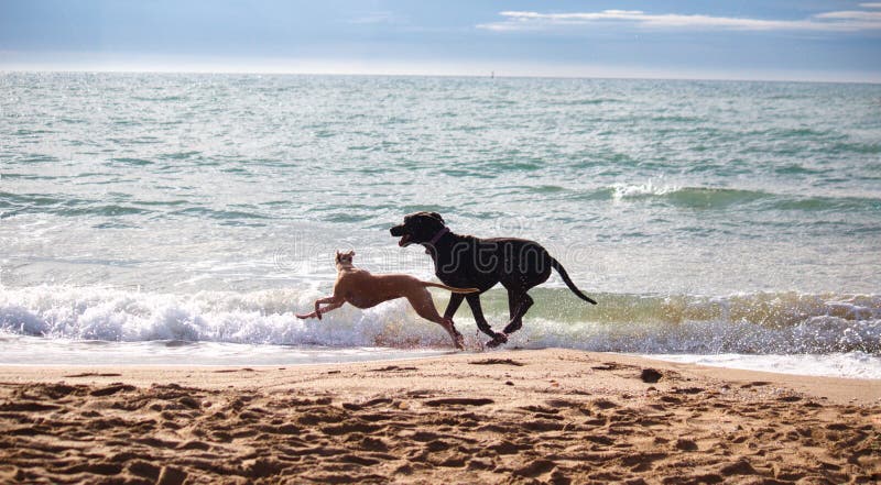 Photograph of Two Dogs Playing by the Shore of the Beach on a Sunny Day ...