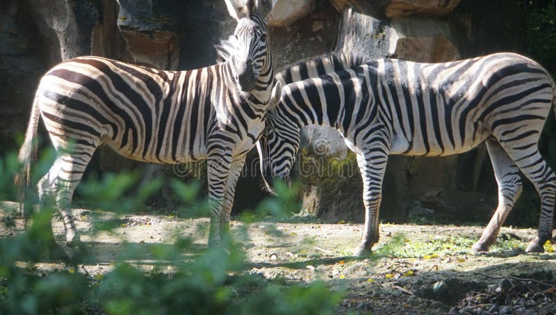 Photograph of a Two Zebras Playing in a Zoo Stock Photo - Image of jawa ...