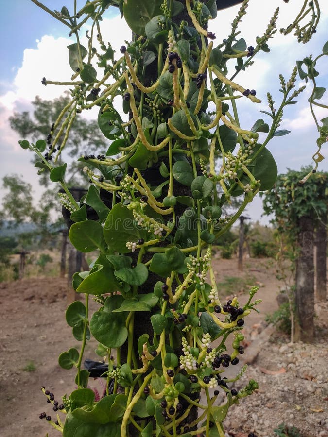 Photograph of Vines in a Field with a Eye Angel Stock Image - Image of ...
