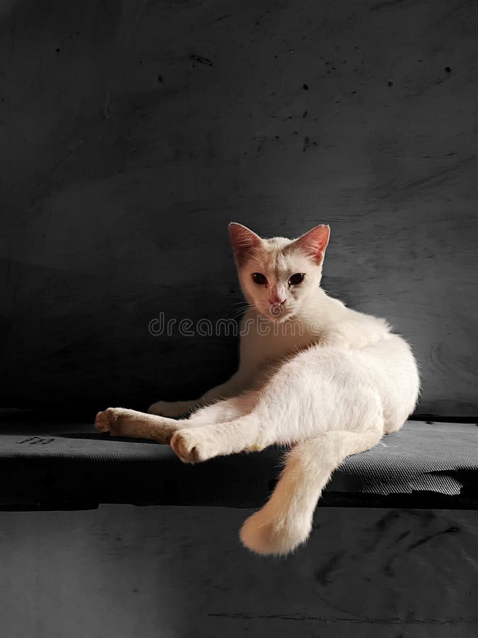 Photograph of a White Cat with Its Eyes Staring Intently Stock Photo ...