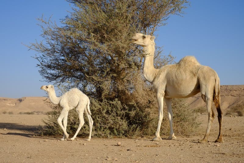 Front Face of Dromedary or Arabian Camel Stock Photo - Image of baby ...