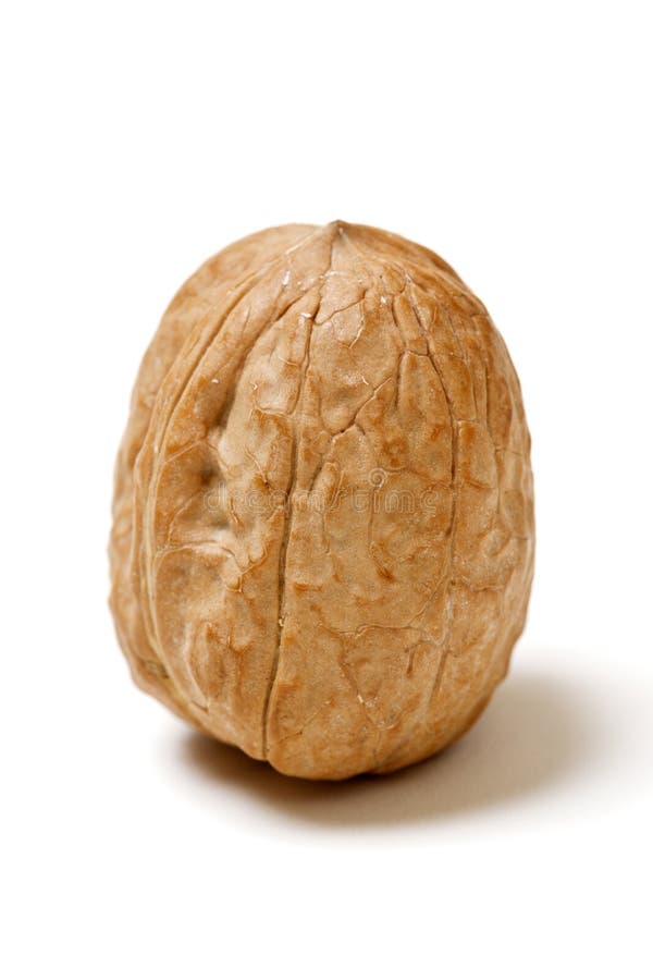 Walnut Macro Photography stock photo. Image of photograph - 173160810
