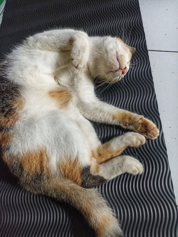 Photographed a Cat Sleeping Soundly on an Indonesian Carpet, West Java ...
