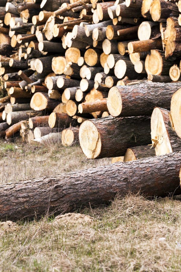 Closeup of Timber Ring Liked Texture of Supreme Croissant Stock Image ...