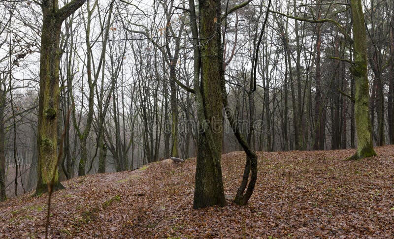 Depressive Forest stock image. Image of forest, green - 147898839