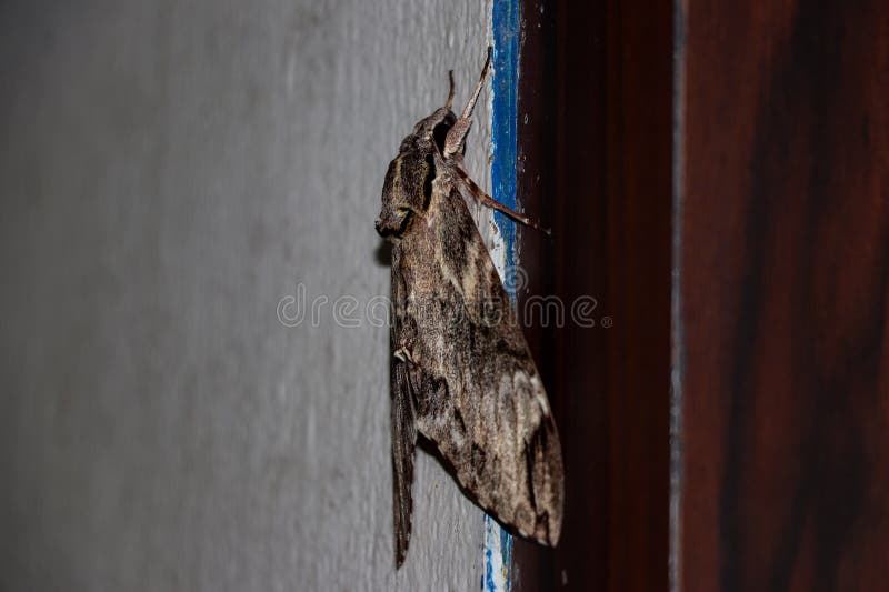 Photographed from the Side, a Moth Perches on the Wall Stock Photo ...