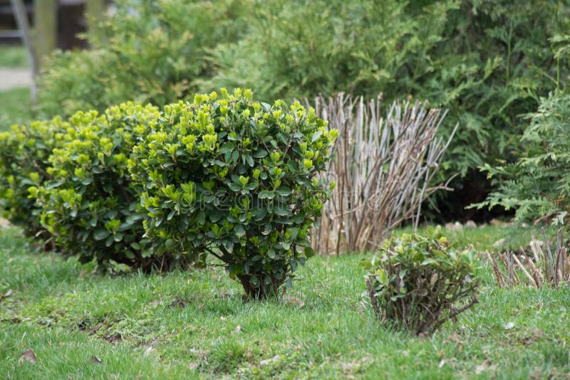 Photographed spring park stock photo. Image of branch - 68228942