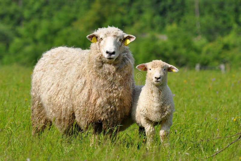 Two sheep stock image. Image of farmland, agri, curly - 20432521