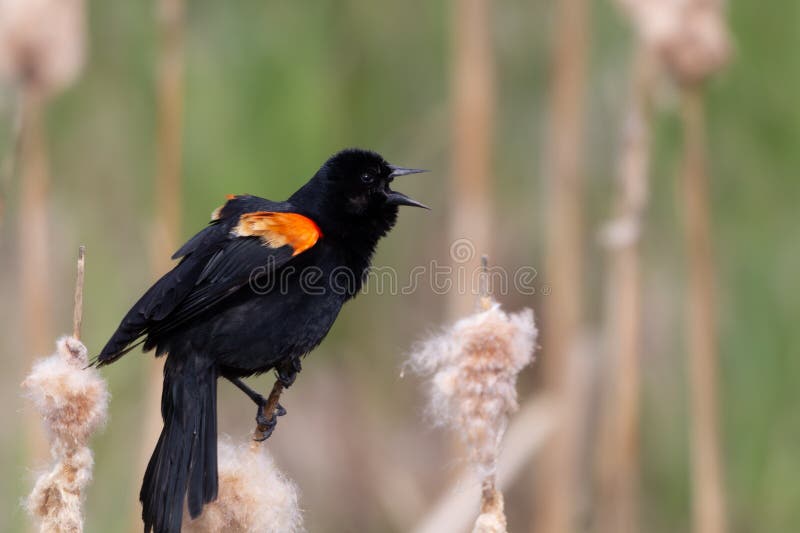 Red Winged Black Bird Calling for Mate Stock Photo - Image of tail ...