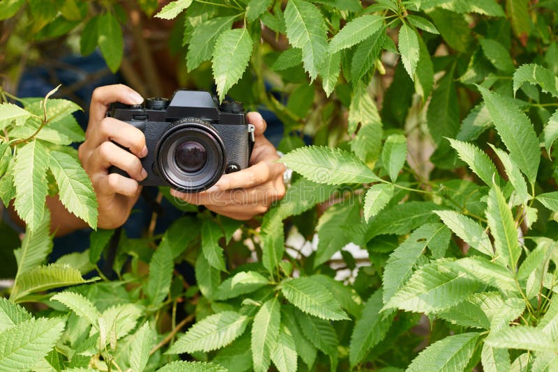 Paparazzi Hiding Bushes Stock Photos - Free & Royalty-Free Stock Photos ...