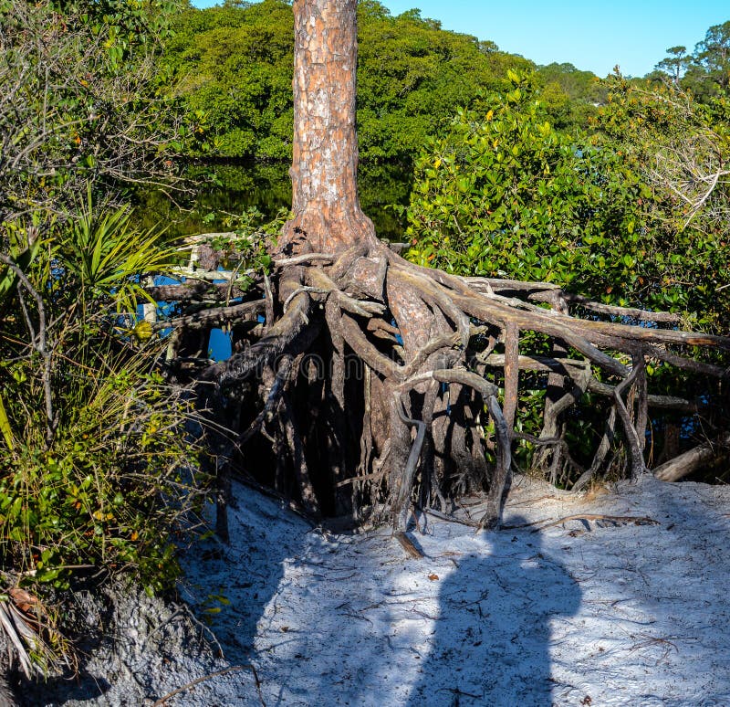 Photographer`s Shadow in the Roots Stock Image - Image of tree, sand ...