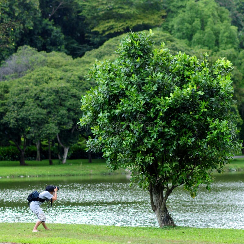 Photographer and tree stock image. Image of landscape - 4069887