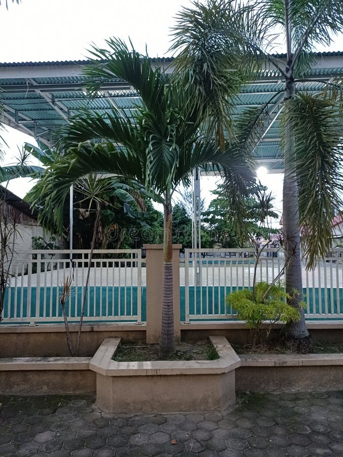 Photo of Palm Trees, in Front of the Mosque Stock Photo - Image of ...