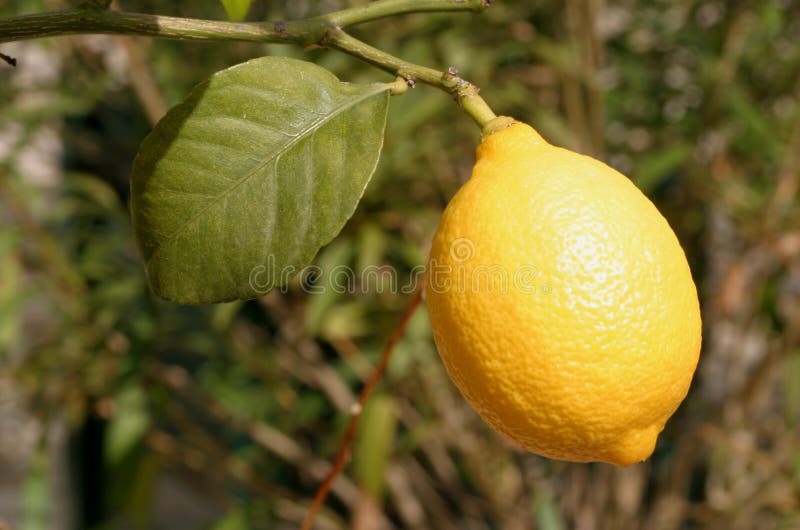Photographie d'un citron photo stock. Image du lame, jardins - 2219192