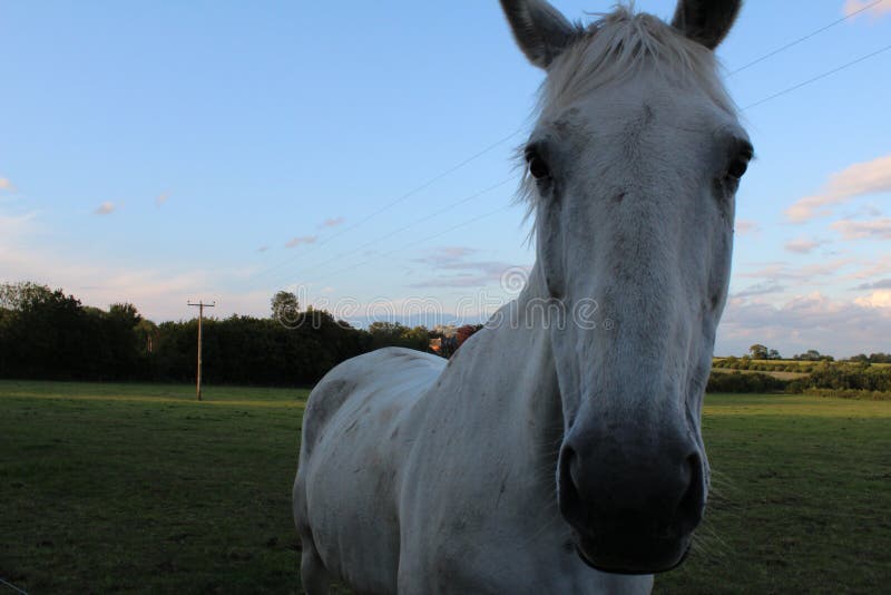 40,304 Visage Chevalin Photos libres de droits et gratuites de Dreamstime