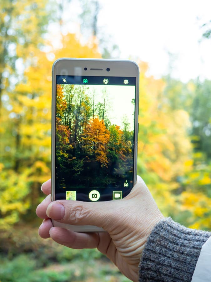 Photographing the Autumn Forest. Phone in Hand Stock Photo - Image of ...