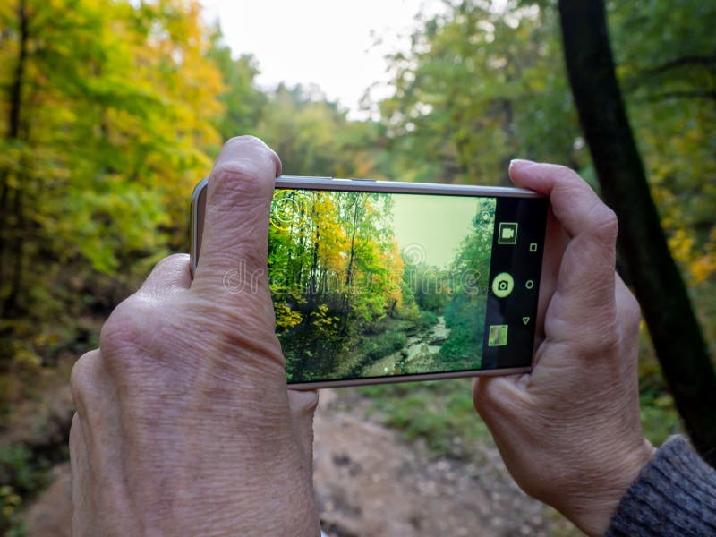 Photographing the Autumn Forest. Phone in Hand. Color Palette in Nature ...
