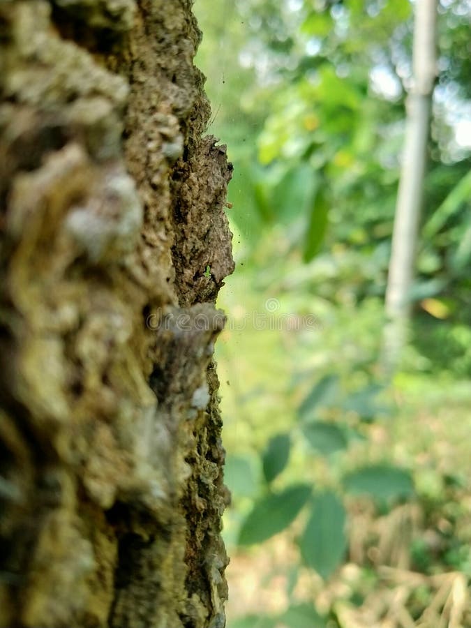 Photographing Brown Tree Bark Stock Photo - Image of bark, tree: 288881508