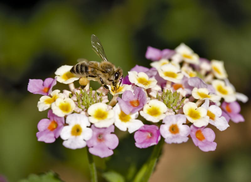 Photographing Different Types of Bees, Honey Bees, Insects is a Very ... Photographing Different Types of Bees, Honey Bees, Insects is a Very ...