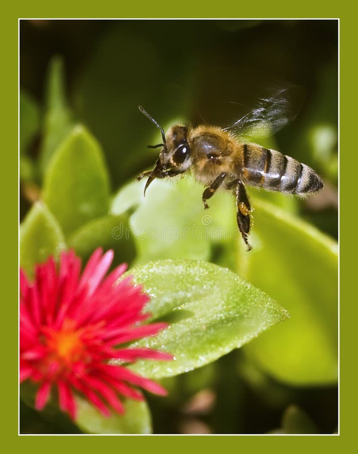 Photographing Different Types of Bees, Honey Bees, Insects is a Very ...