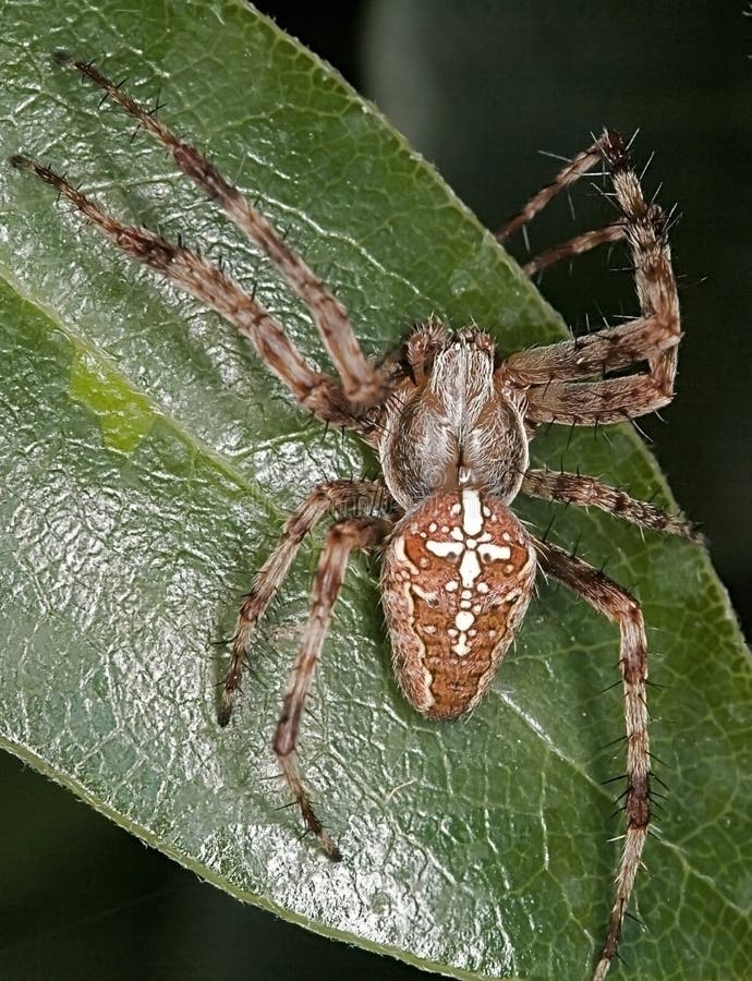 Photographing Different Types of Scary Spiders and Insects is a Very ...