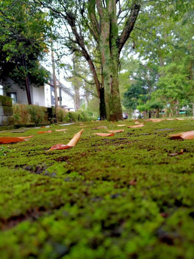 Photographing Leaves Falling Parallel To the Ground Stock Photo - Image ...