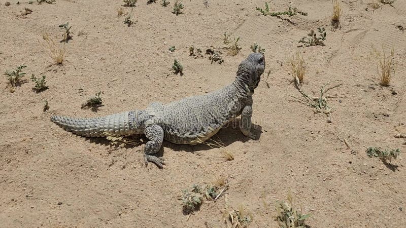 Photographing a Lizard in the Desert Stock Video - Video of predator ...