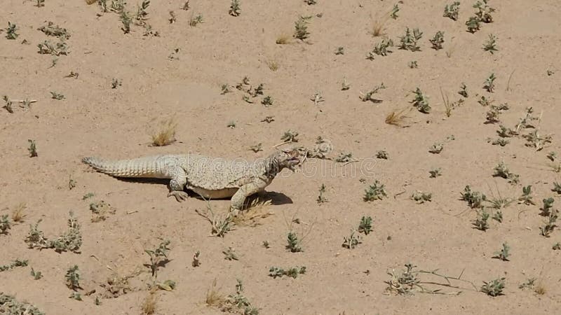 Photographing a Lizard in the Desert Stock Footage - Video of terrarium ...