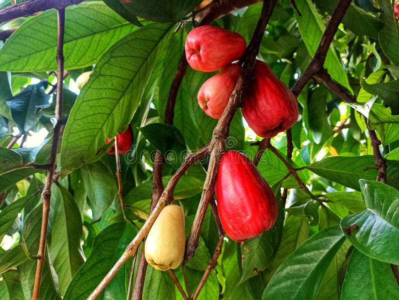 Photographing Close Up Red Guava with Green Leaf Stock Image - Image of ...