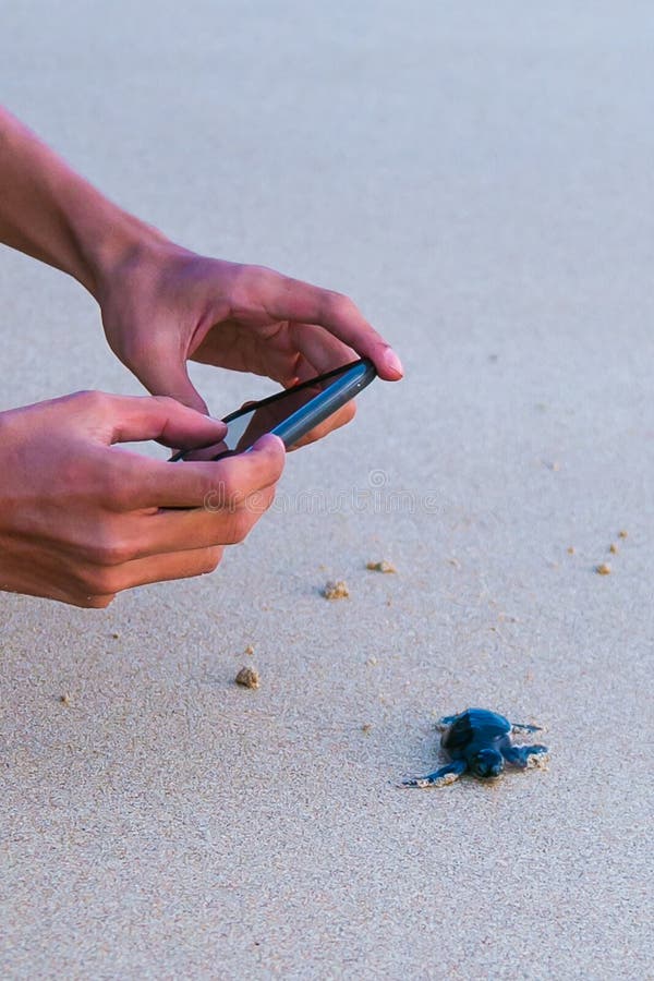 Photographing sea turtle stock image. Image of beach - 57803891