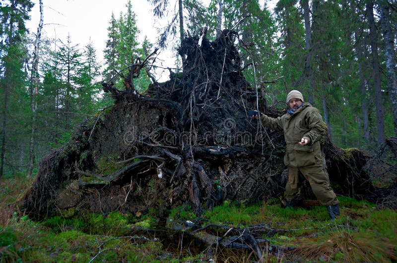 Photographing of Taiga Landscapes. Stock Photo - Image of jungle ...