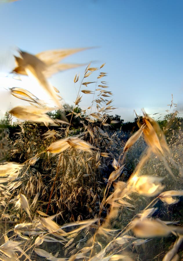 Photographs of dry meadow stock image. Image of bottom - 318723647