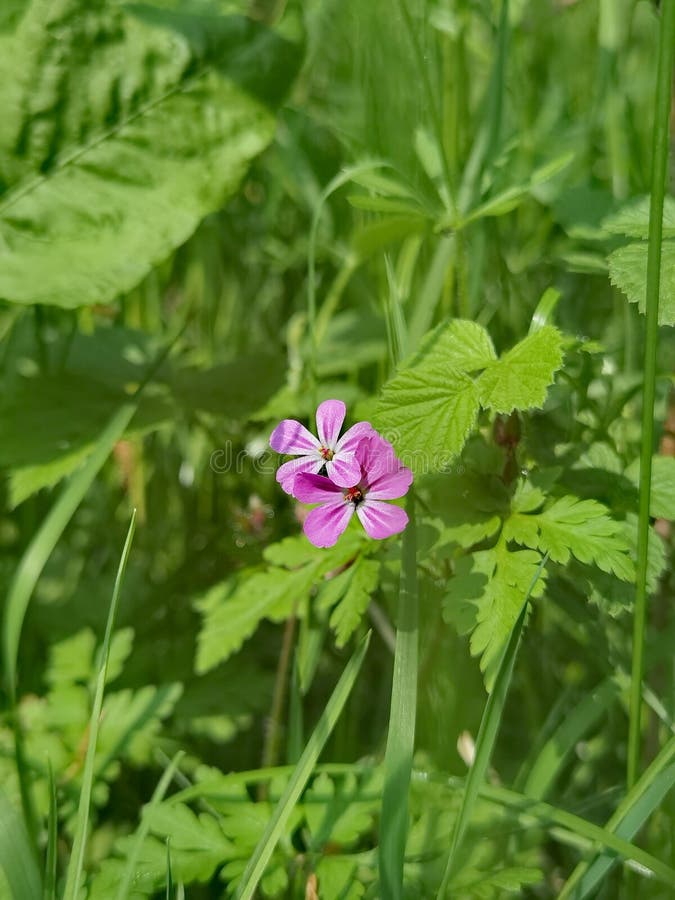 Photographs of Nature in Northern Germany Stock Image - Image of ...