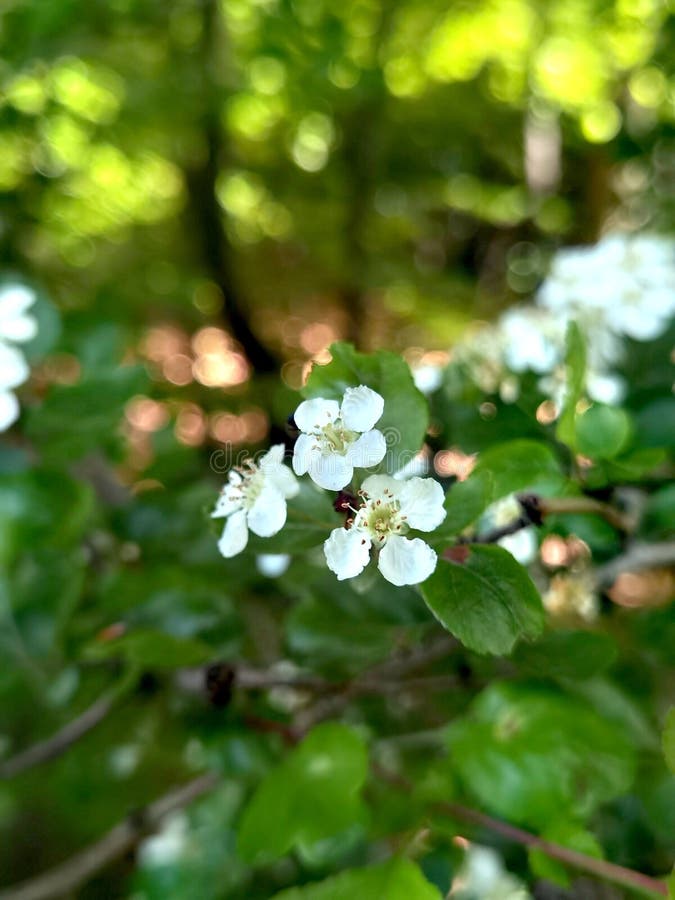 Photographs of Nature in Northern Germany Stock Image - Image of ...