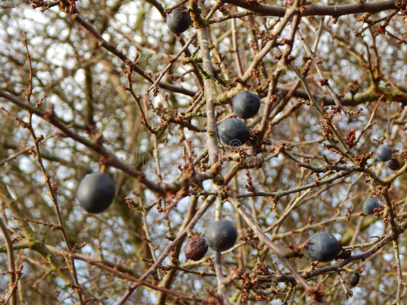 Photographs of the North German Autumn / Winters Stock Image - Image of ...
