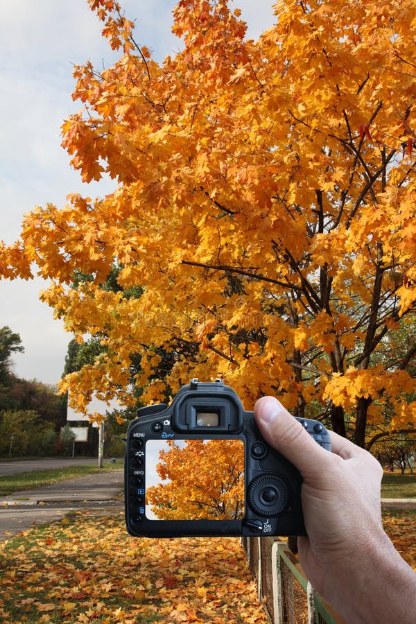 Photography autumn stock image. Image of fresh, outdoors - 27977473