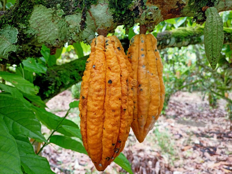 Photography Background of Tree Kakao Stock Photo - Image of autumn ...