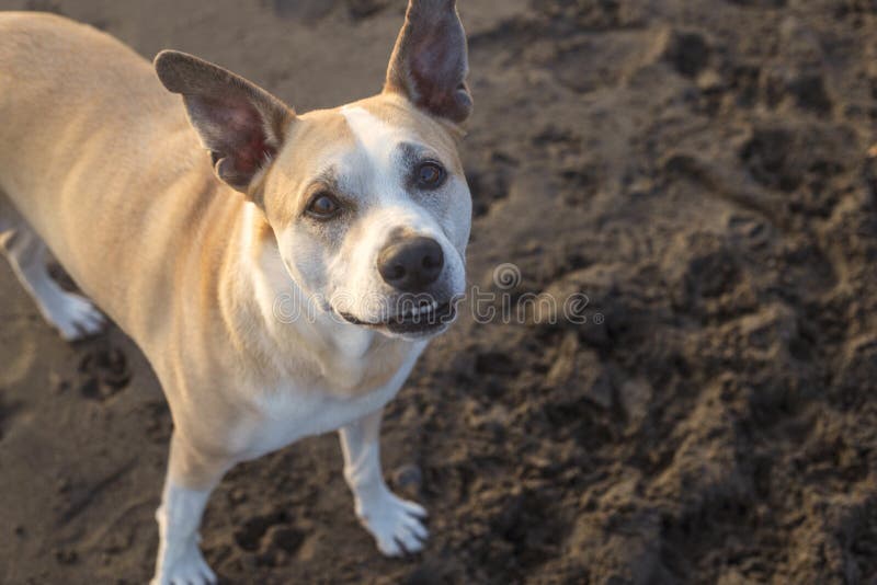 Pitbull Dog Staring at the Victim Stock Photo - Image of capture ...