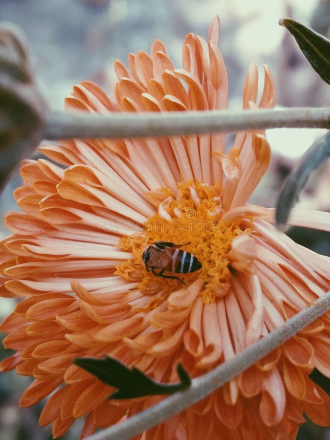 Photography Of Bee On Flower Picture. Image: 109919252