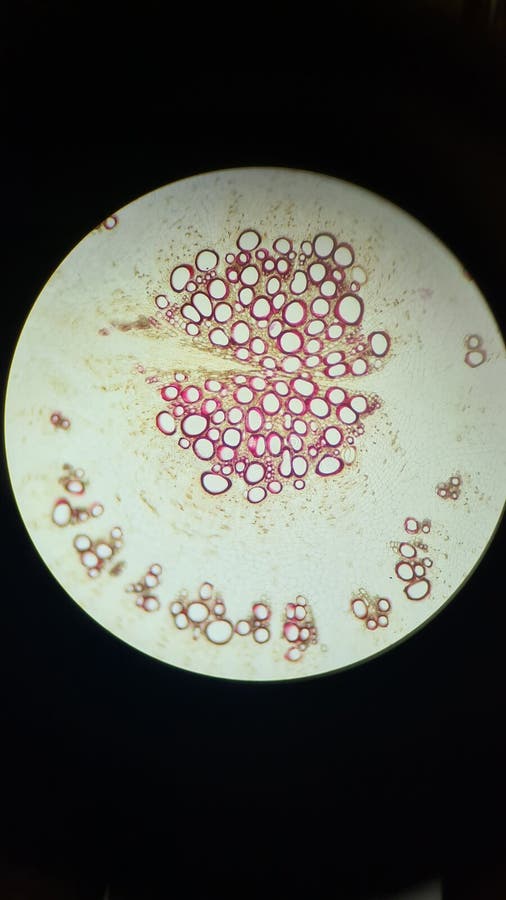 Structure of Beet Root Under a Microscope Stock Image - Image of ...