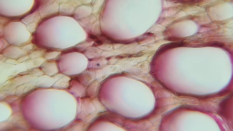 Xylem on Beet Root Preparation Under a Microscope Stock Image - Image ...