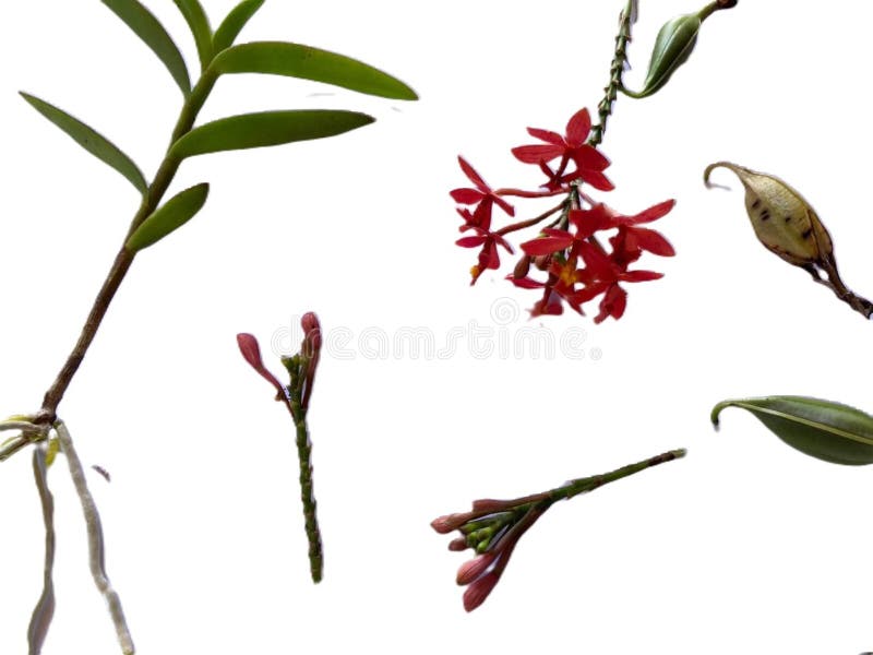 Photography of Botanical Structures at Different Stages of Maturation ...