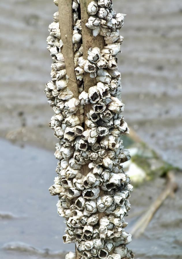 A Photography of a Bunch of Shells Hanging from a Tree, There is a ...