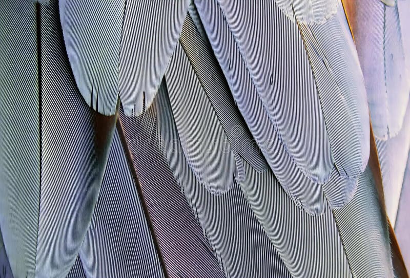 A Photography of a Close Up of a Bird S Wing with a Red Ring, Quill Pen ...