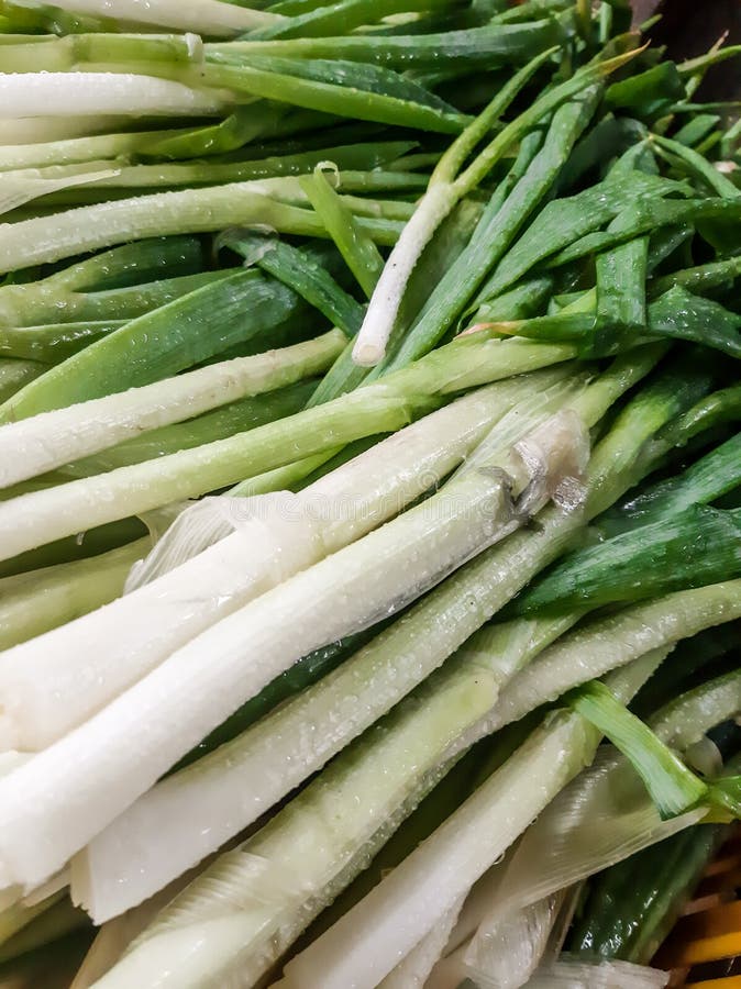 Photography of Collection Spring Onions or Leeks (Allium Fistulosum ...