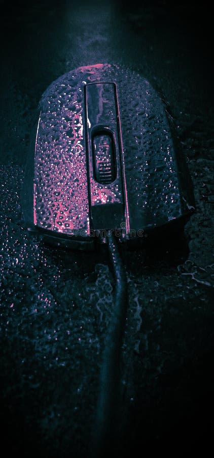 Big Mouse In The Water. Capybara, Hydrochoerus Hydrochaeris, Biggest ...